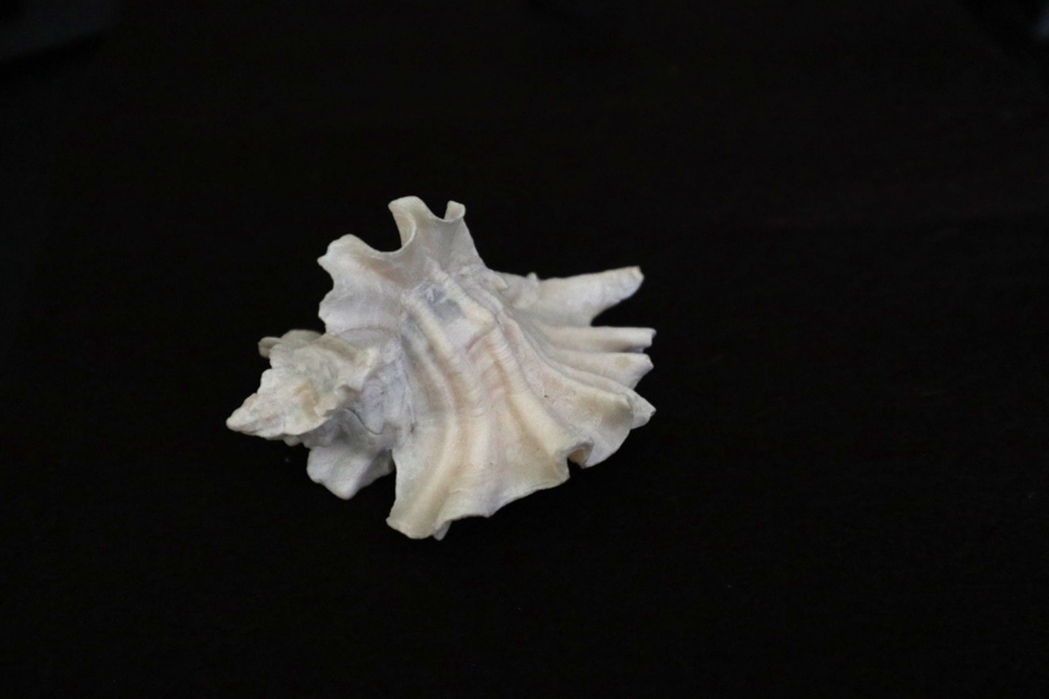 Beautiful Leafy Hornmouth Sea Shell, Ceratostoma foliatum Rare Albino ...