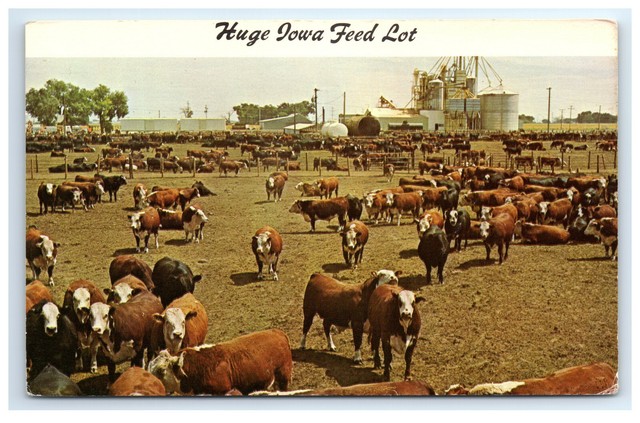 Postcard Huge Iowa Feed Lot, IA thousands of cattle C40 | eBay