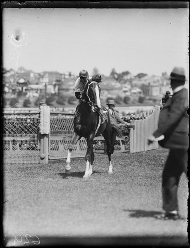 Jockey riding the racehorse Bim Boy, NSW 24 August 1932 Australia Old ...