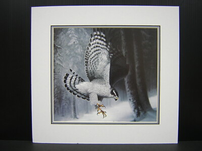 Charles Frace Northern Goshawk Raptor Matted Mini Art Print | eBay