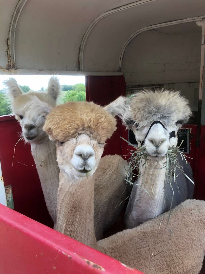 Alpaca Poop-Fresh (moist/wet) 1 Quart- All natural Alpaca poop beans | eBay