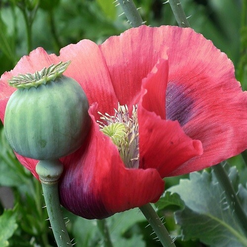 5,000 World's Largest Giganteum Giant Rattle Poppy Seeds Ready For ...