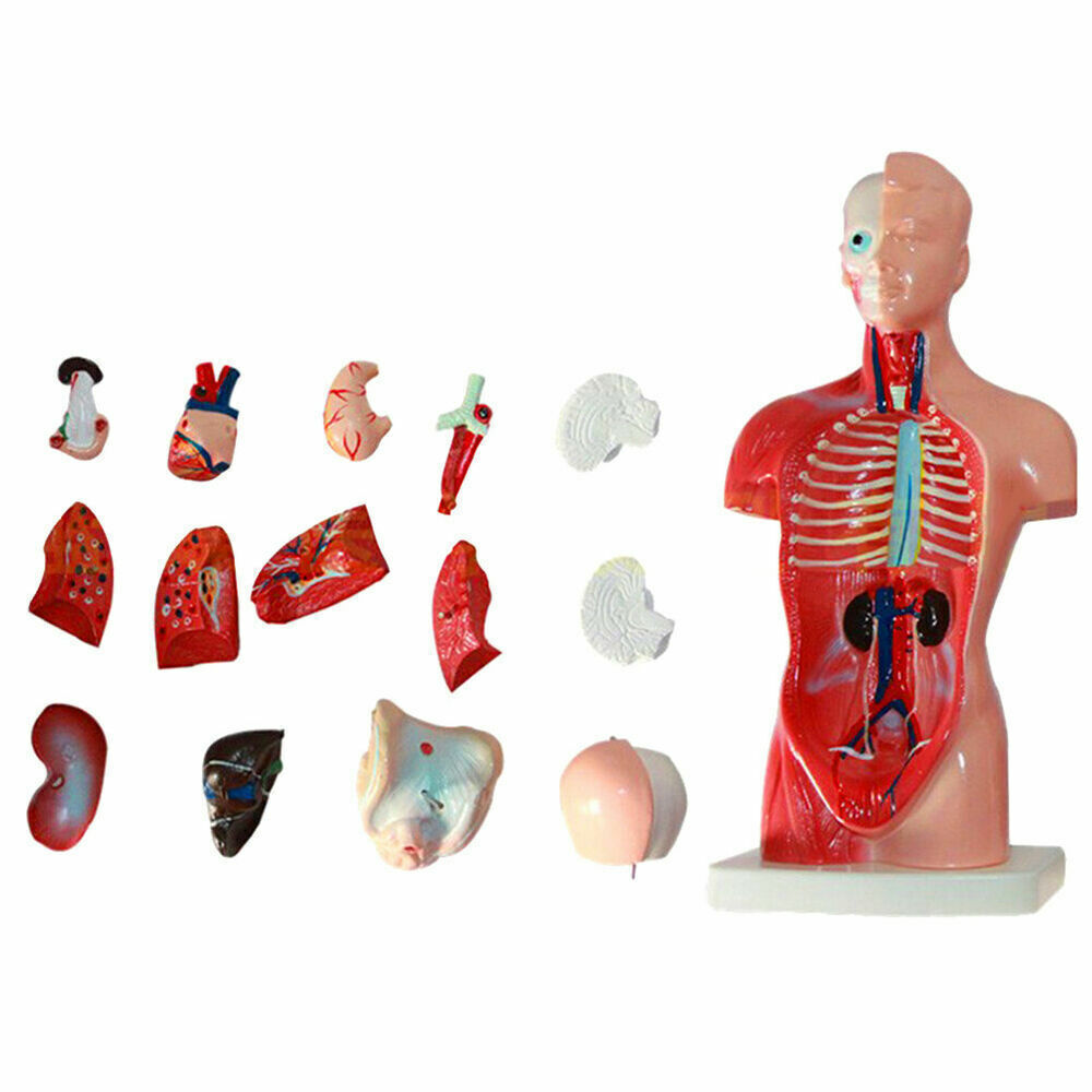 Medical Anatomical Human Body Model Anatomy Internal Organ Teaching ...