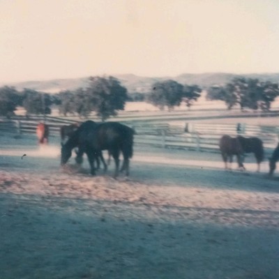 Vintage Polaroid Photo Horses Farm Field Trees Landscape Sky Found Art ...