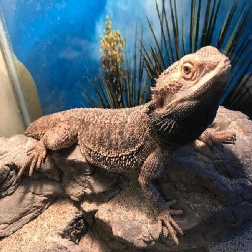 26+ Live Goliath Tomato Horn Worms Full Reptile Food Hornworm Habitat ...