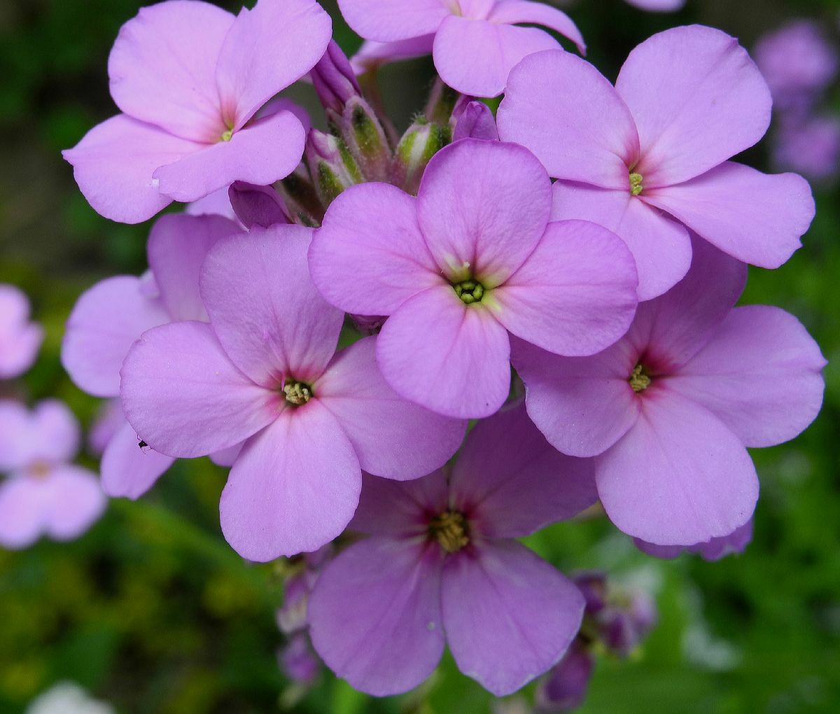 Lilac Sweet Rocket - 1g Seeds -500 Seeds Approx -Hesperis matronalis ...