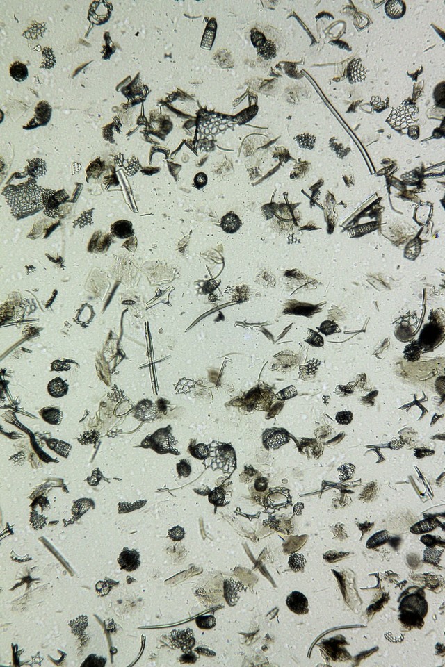 Antique microscope slide by Eduard Thum. Diatom strew from Chalk ...