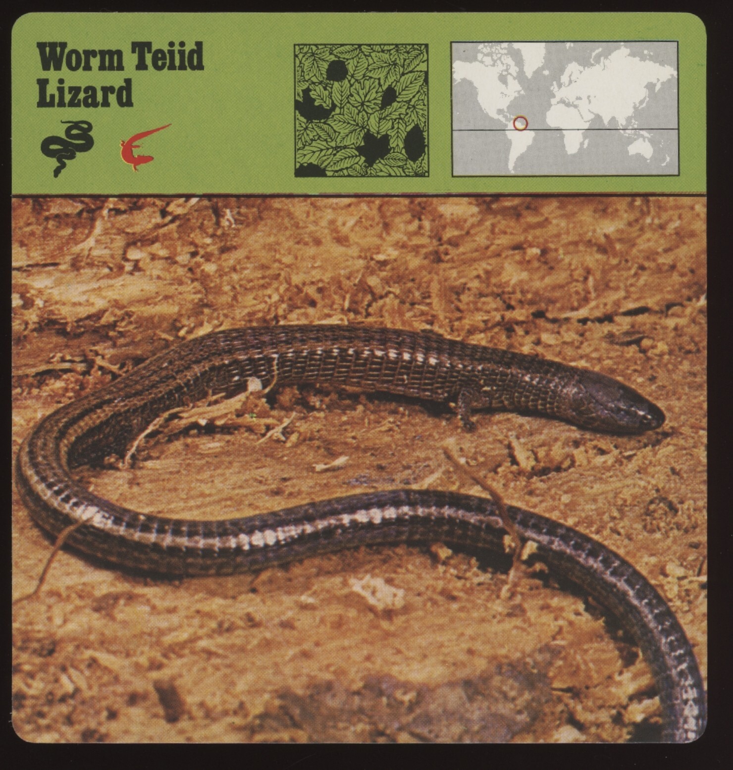 Worm Teiid Lizard Safari Cards Rencontre Reptiles | eBay