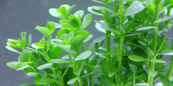 Moneywort Aquarium