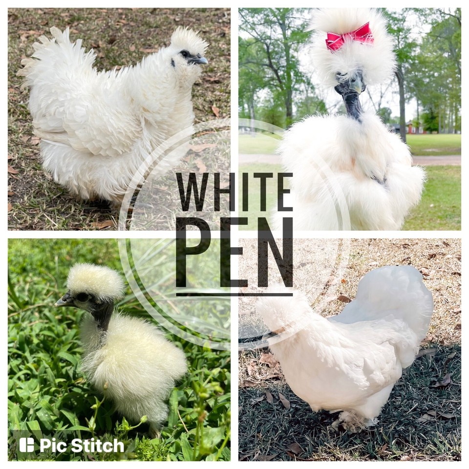 12 Silkie, Satin, Showgirl, Frizzle Fertile Chicken Eggs- NPIP ...
