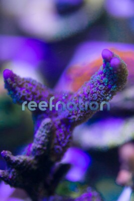 RN Grape Ape Digi Coral Frag SPS Zoa LPS Paly Polyps | eBay