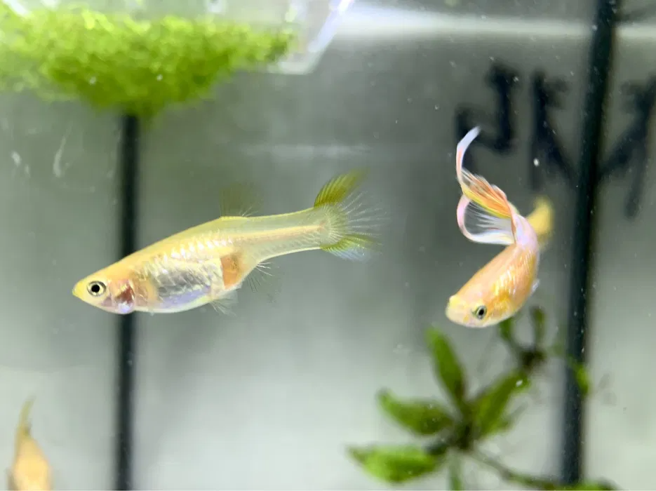 Japan Blue Gold Double Sword Guppy (Poecilia reticulata) (1M/1F) | eBay