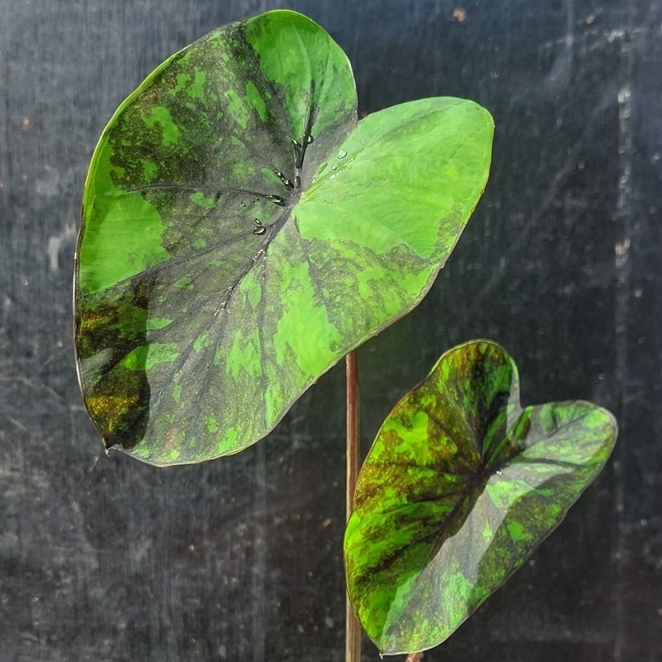 Colocasia Bulb Emerald Galaxy New Hybrid Tuber + Free Phytosanitary ...