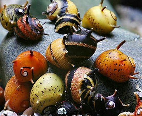 FedEx SHIPPING HORNED TIGER, ZEBRA Mix NERITE SNAILS Aquarium Moss Java ...
