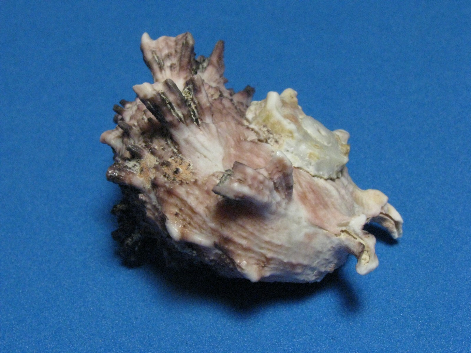 Angaria delphinus f. incisa (Reeve, 1843) "DEEP WATER TURBAN" (55.1mm ...