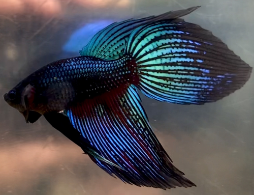 Live Betta Fish VEILTAIL ALIEN Male Grade Premium (k) USA SELLER RARE ...