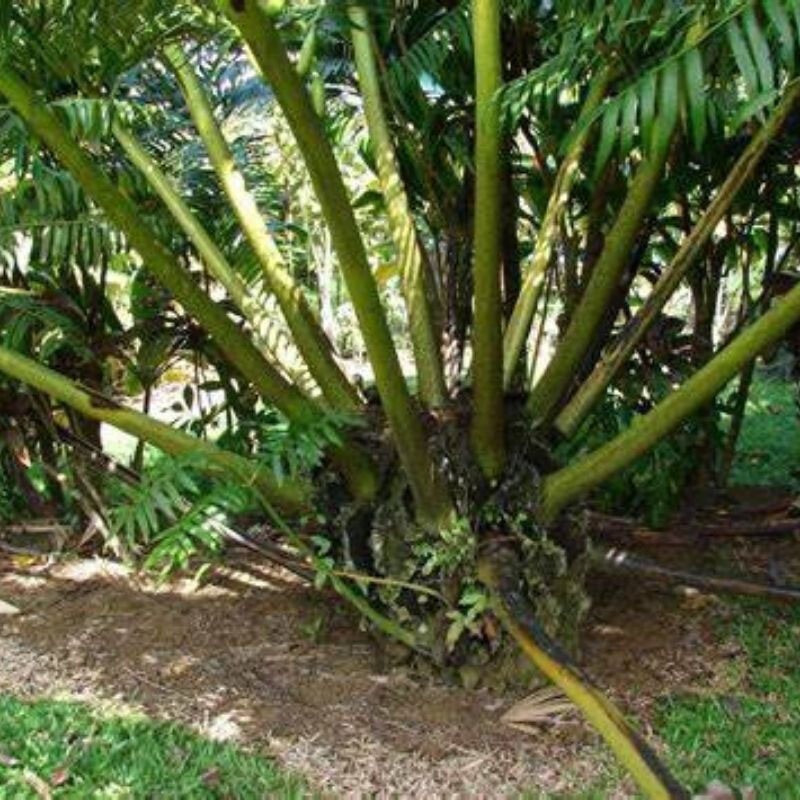 1 BULB ANGIOPTERIS EVECTA GIANT FERN KING FERN CAUDEX Bonsai Rare Plant ...