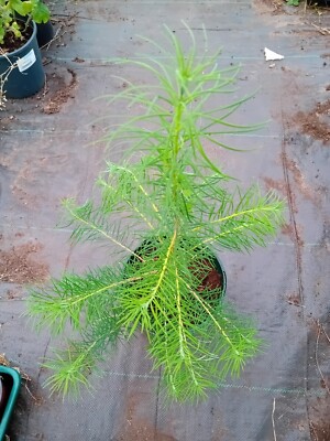 larch trees in 1.5 litre pots | eBay UK