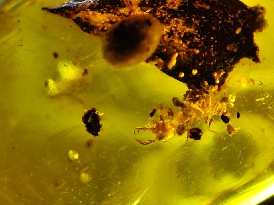 Fossil amber Insect Burmese burmite Cretaceous insect Fly Larvae ...