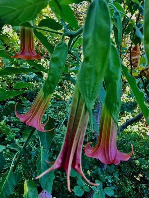 very rare BRUGMANSIA " MOBISU " - 2 mini plants | eBay