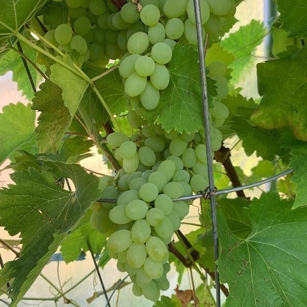 1 - NEPTUNE Live Seedless Grape Vine Plant - 1-2 yr Old - Ready for ...