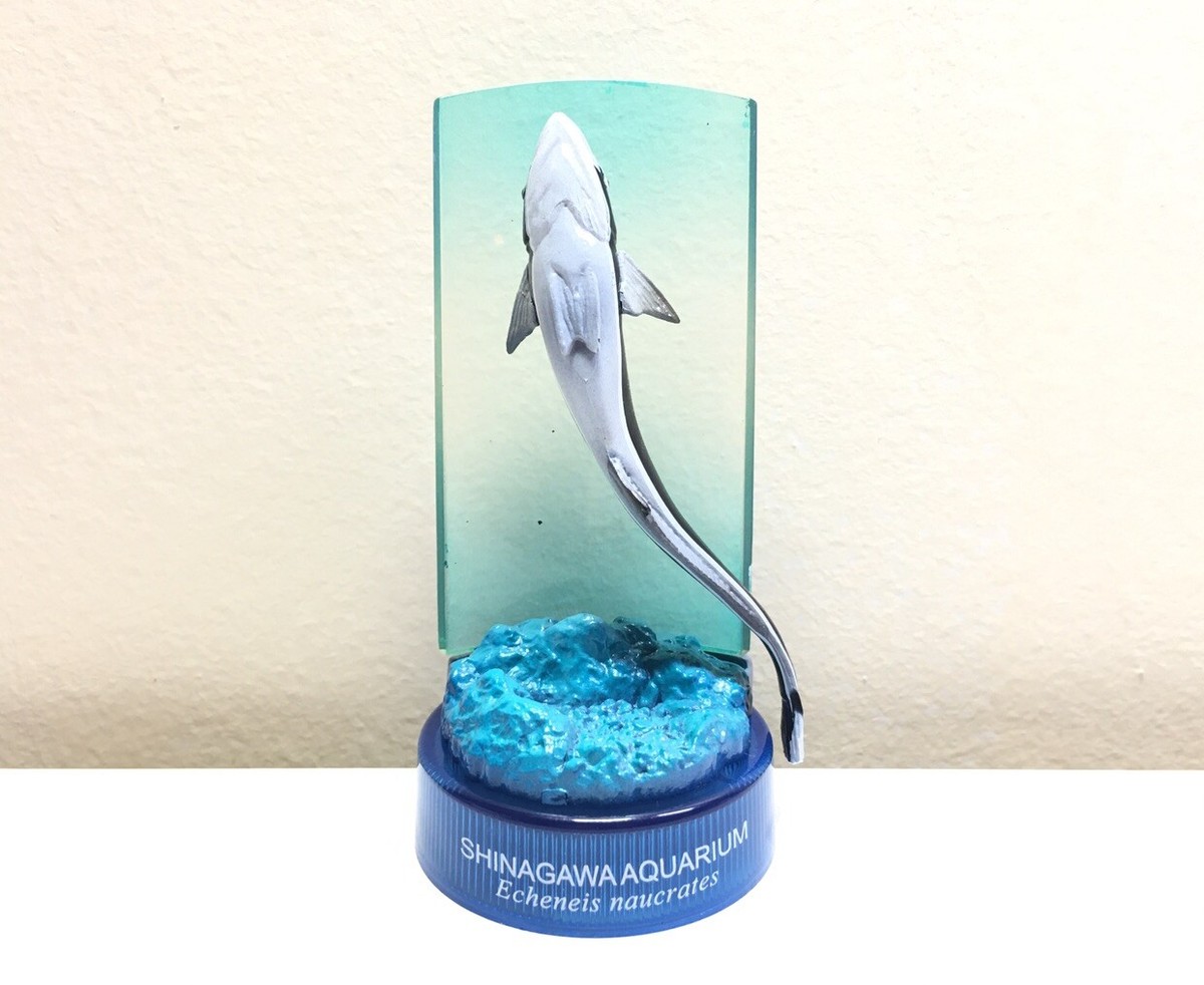 Remora Og Hai Premier Plants Remora Shark Rider Fish Feed For All