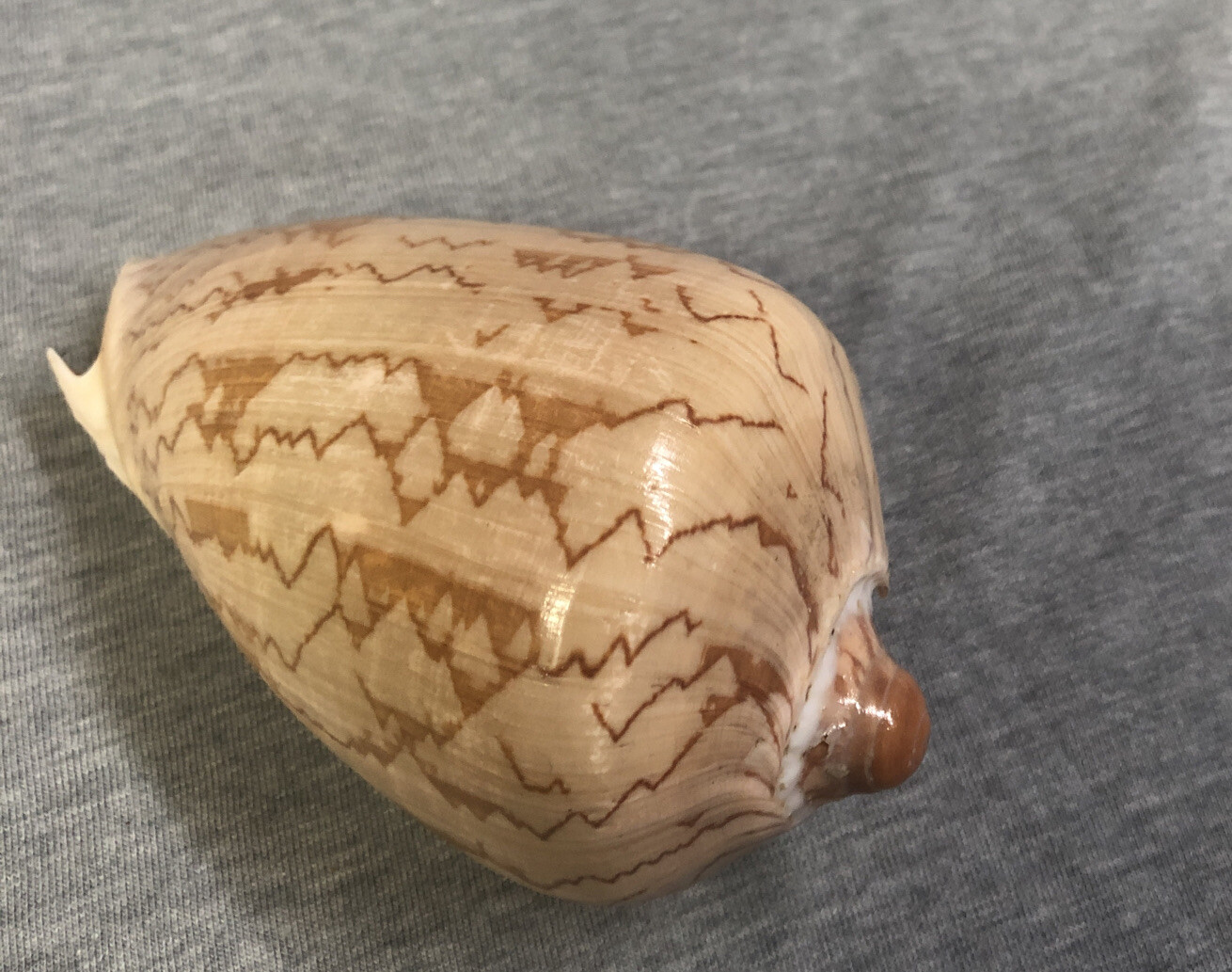 *Cymbiola nobilis (Noble Volute) 115.mm !!! | eBay