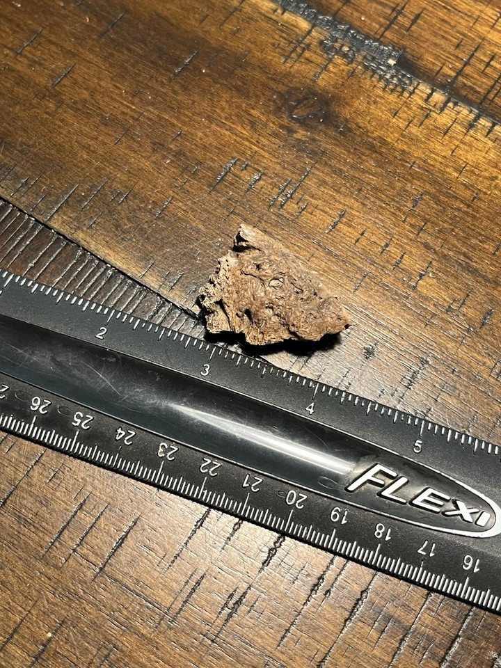 Ankylosaur Armor Scute Section Dinosaur Fossil Hell Creek Formation, MT ...