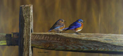 On a Rail by Richard Clifton Fine Art Print Nature Bird Wildlife Poster ...