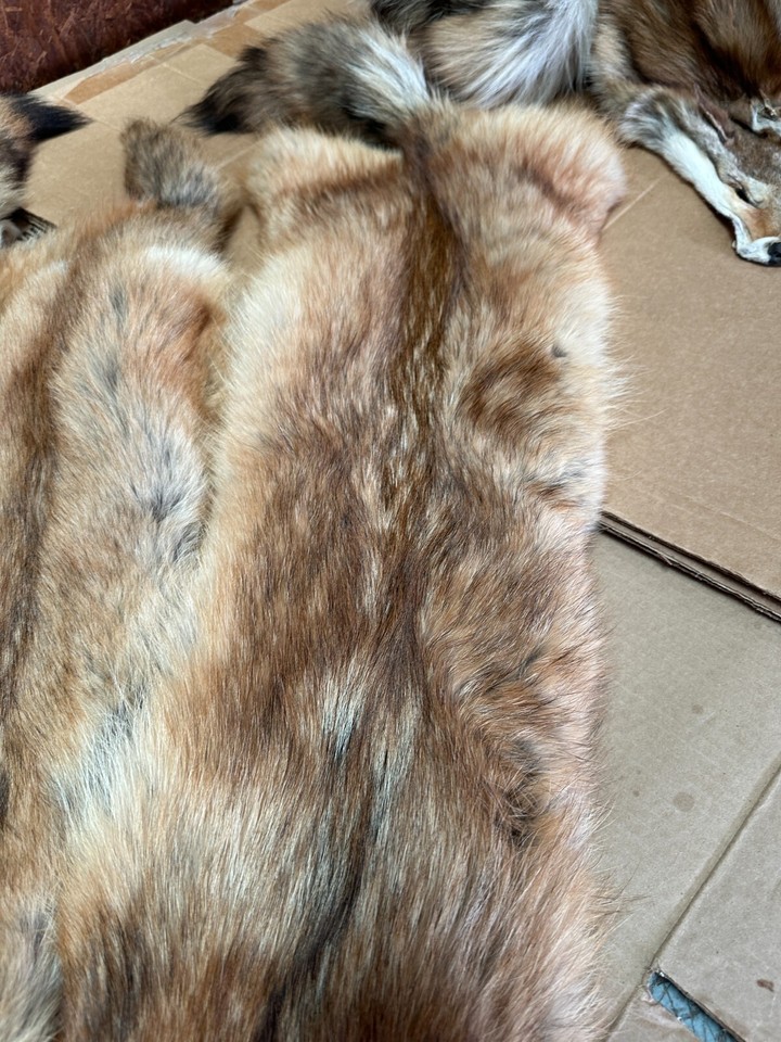 Tanned Eastern RED Coyote Hide Fur # 2 Grade Id Red Tag ( 1 ) Hide Only ...