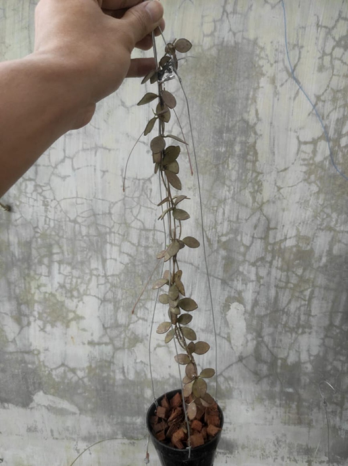 Hoya Mini Sp Sulawesi Fast Shipping | eBay