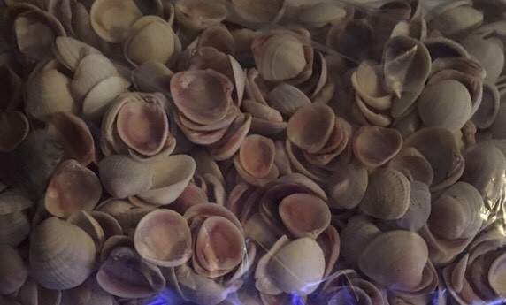 6 Pounds Cross-barred venus clam lot / Florida Sea Shells | eBay