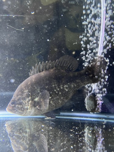 WARMOUTH bass/sunfish mix 6-8 Inch Fish | eBay