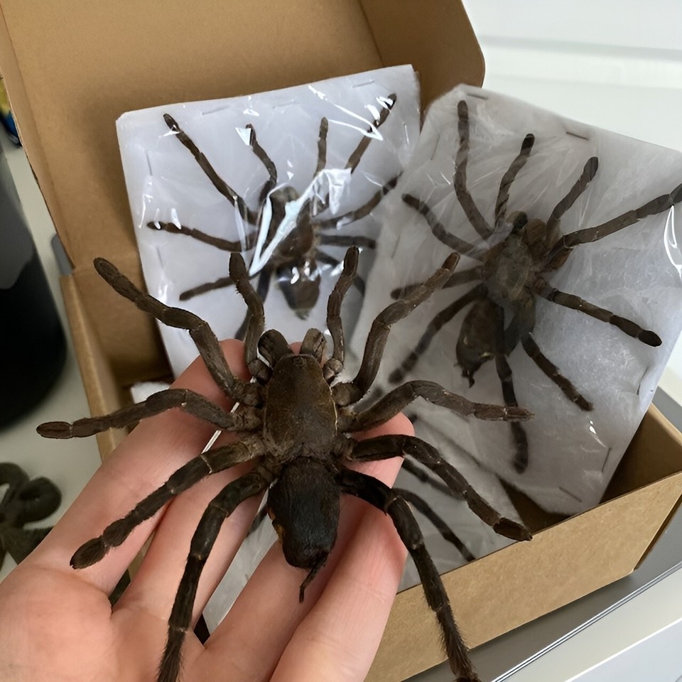2 Real Spider Tarantula Specimen Bug Taxidermy Gallery Collection ...