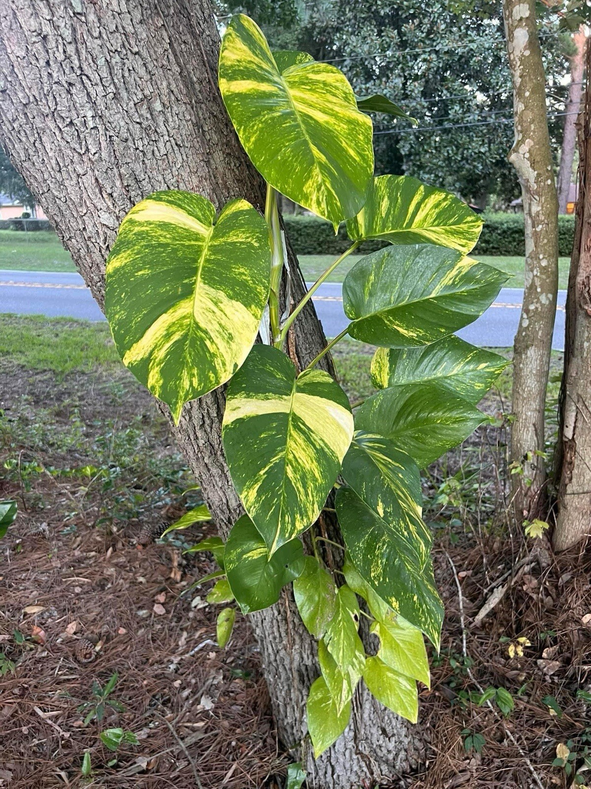 Giant Pothos Aurea With Roots In Pot | eBay