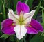 Live Colorific Bi-Color Louisiana Iris Aquatic Marginal Pond Plant | eBay