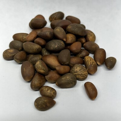 Pinyon Pine Bonsai Tree Seed Pack Pinus Edulis | eBay