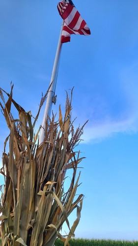 50" Dried Corn Stalk Bundle Fall Decor Thanksgiving Halloween Wedding ...