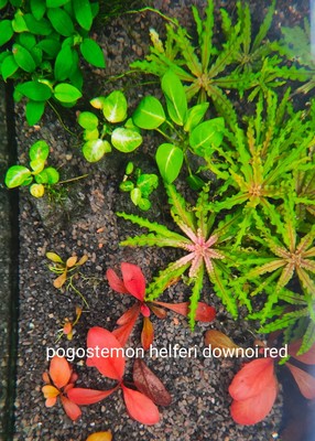 Pogostemon Helferi Red ( Downoi) | eBay