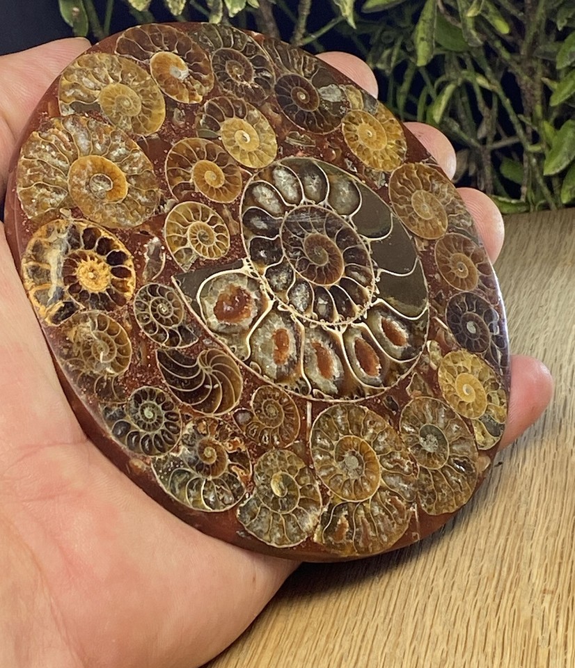 Large 11cm High Quality Lovely Crystal Fossil Disc 416 Million Year Old ...