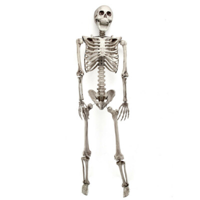 1.3-6ft Halloween Human Skeleton Poseable Life Size Mini Size Party ...