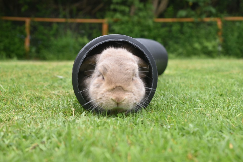 RWAF Approved Rabbit Tunnel, Flexible 6 inch & 8 inch Runaround Play ...