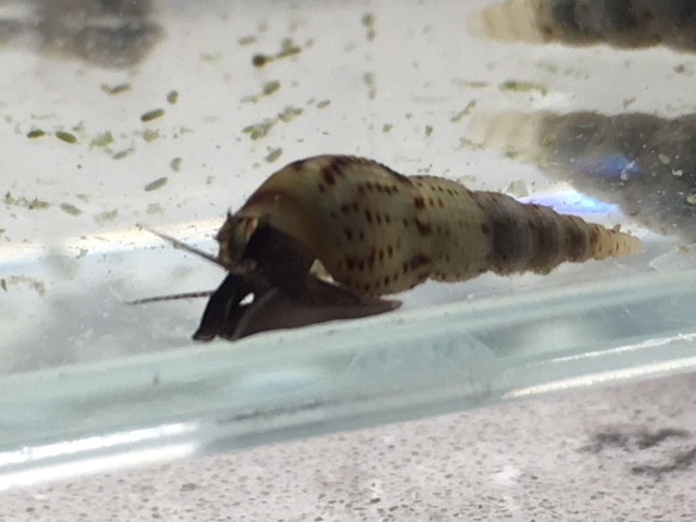 20+ Brackish Water Malaysian Trumpet Snails 1/2" to 1" MTS Snails Opae ...