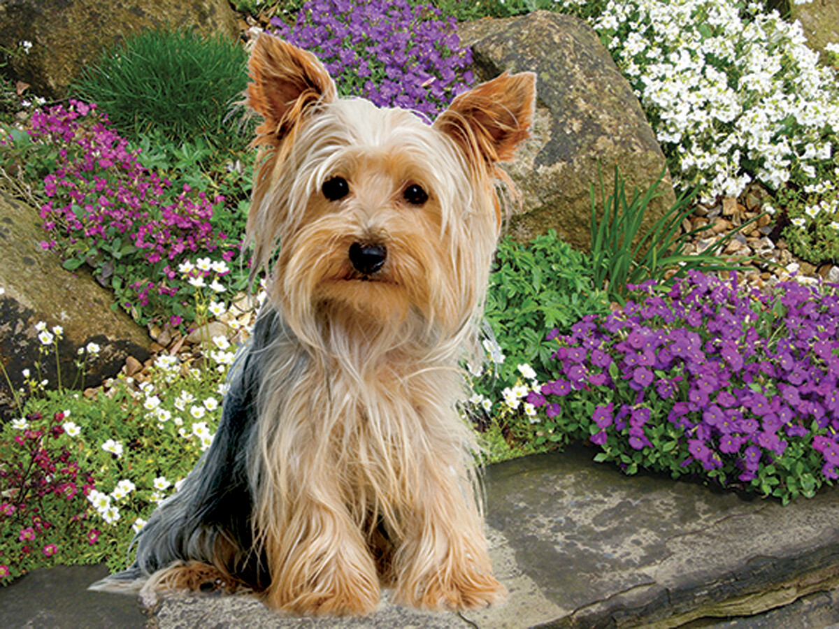 Yorkies Wallpaper And Flowers Profile For Gabi's Yorkies