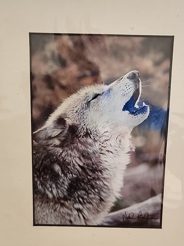 John Behan Signed and Matted Wolf Howling Print | eBay