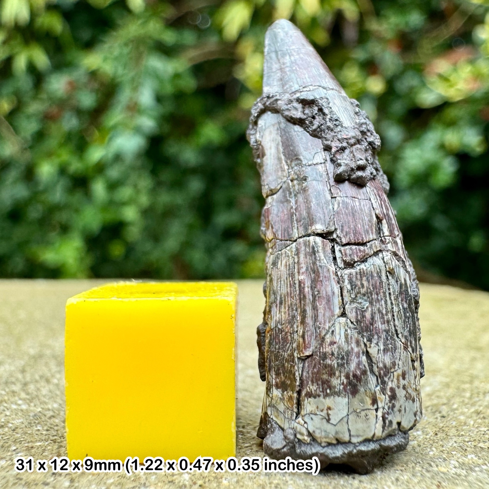 Rare Undescribed Jurassic Crocodile Tooth Fossil - Jurassic, Niger ...