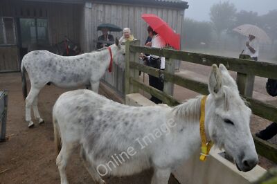 Photo 6x4 East Devon : Sidmouth Donkey Sanctuary Trow Two donkeys in ...