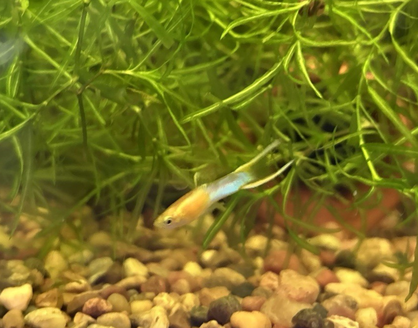 Japan Blue Gold Double Sword Guppy (Poecilia reticulata) (1M/1F) | eBay