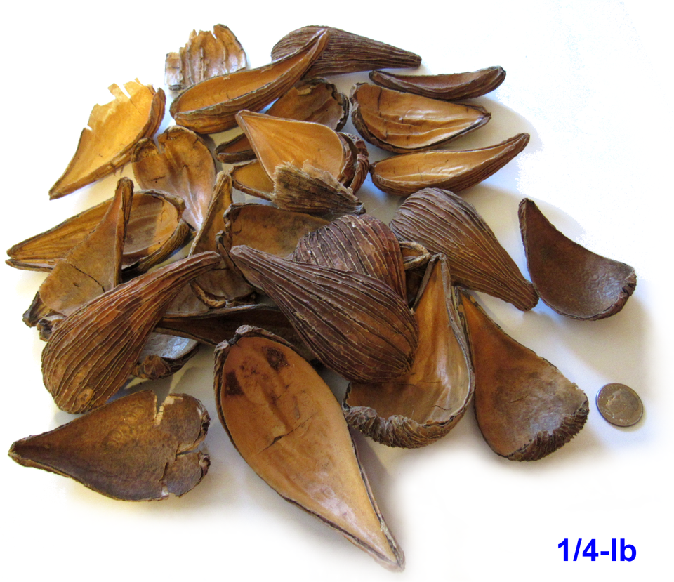 ARTI PODS crafts dried floral seed vase filler botanicals aquarium ...