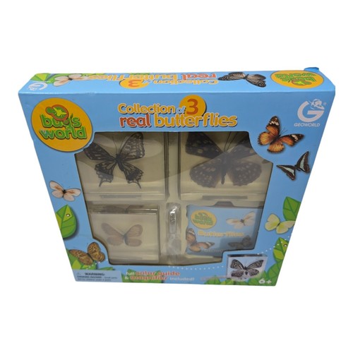 Collection Of Real Butterflies In Resin Collectible Insect | eBay